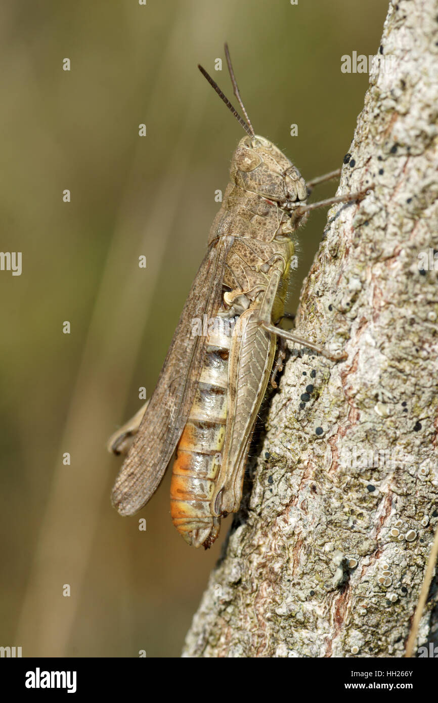 Chorthippus hi-res stock photography and images - Alamy