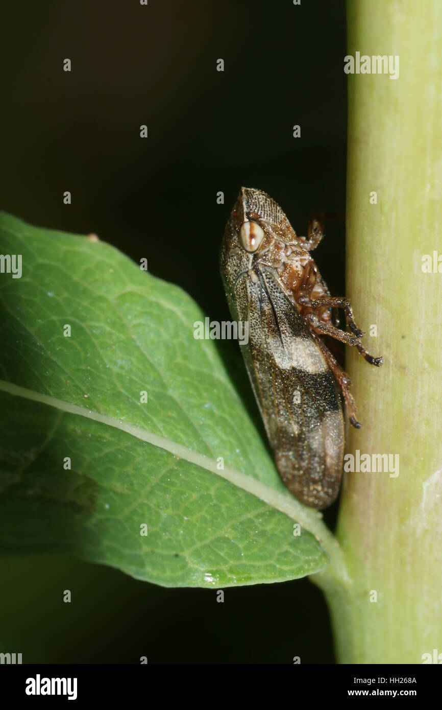 Philaenus hi-res stock photography and images - Alamy