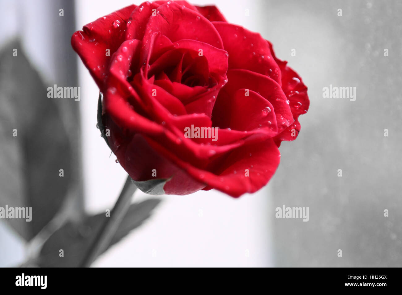 Red Reddish blooming Stock Photo - Alamy