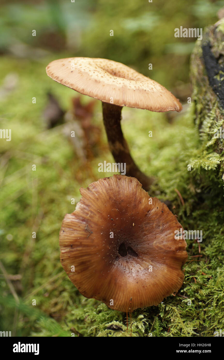 Common british fungi hi-res stock photography and images - Alamy