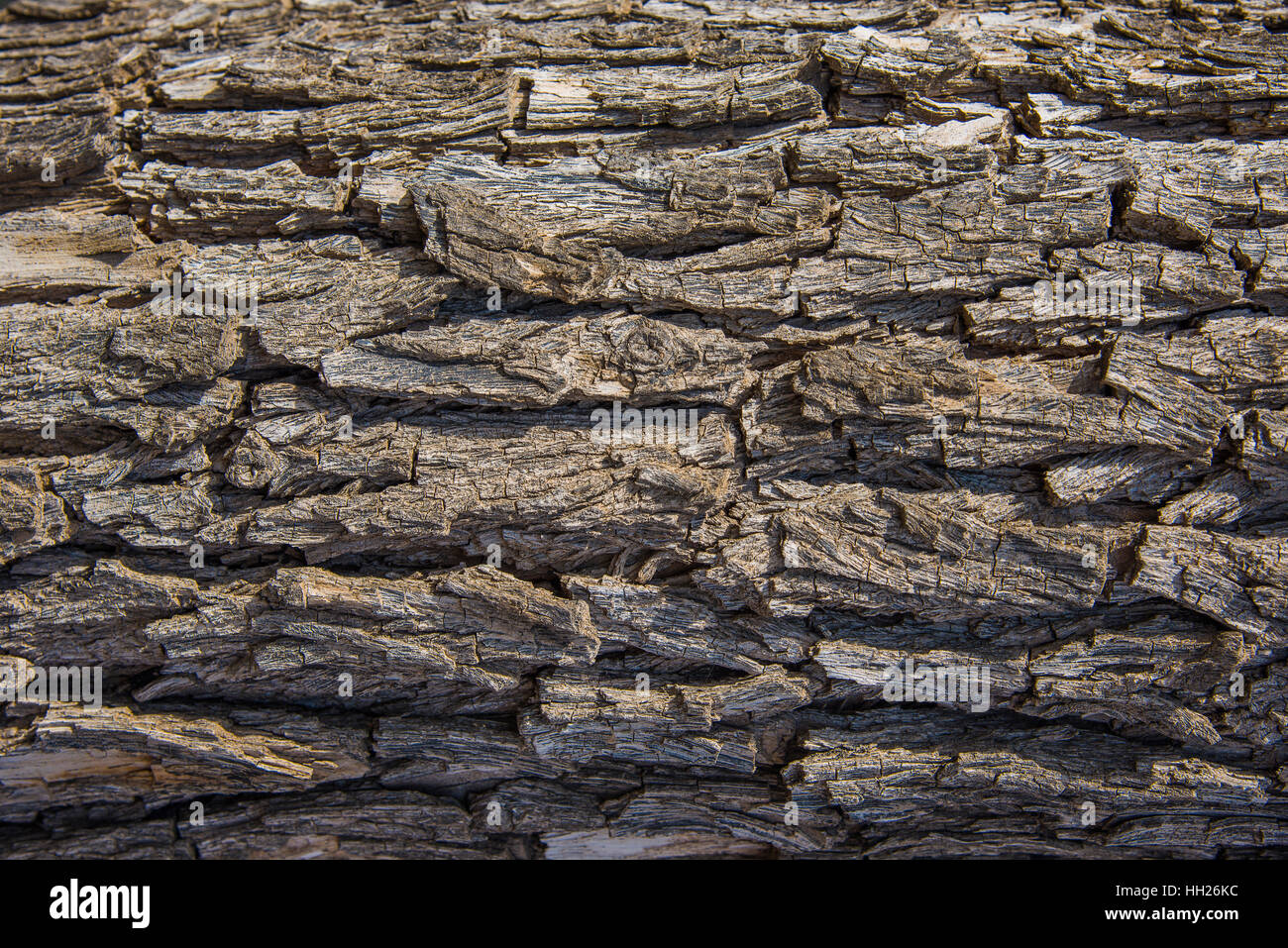 Seamless tree bark background. Brown tileable texture of the old tree ...