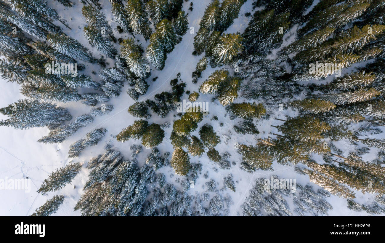 Aerial view of winter forest Stock Photo - Alamy