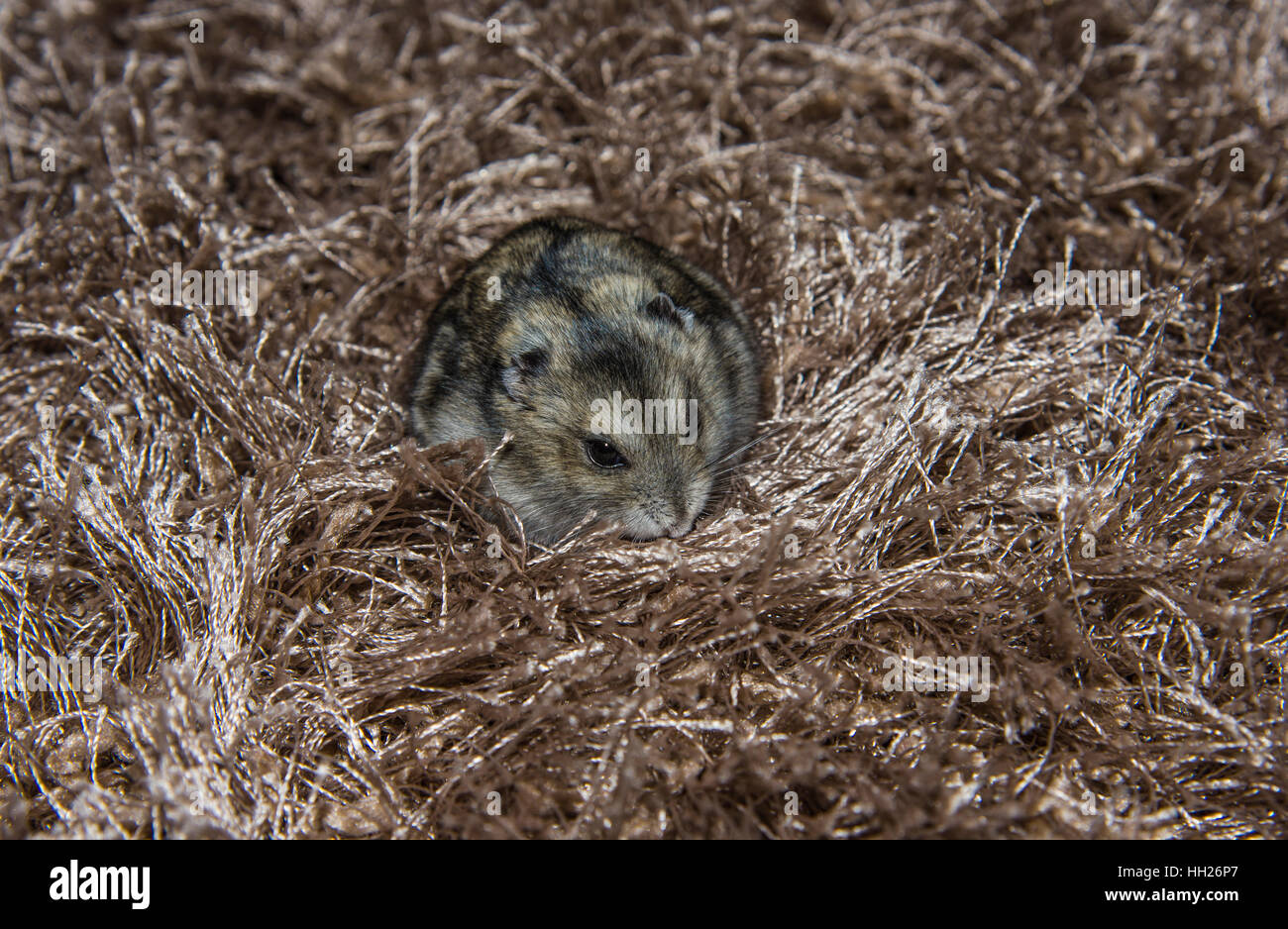 The little mouse sitting on the carpet gray hamster on a carpet Stock ...
