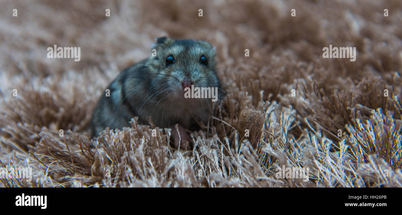 The little mouse sitting on the carpet gray hamster on a carpet Stock ...