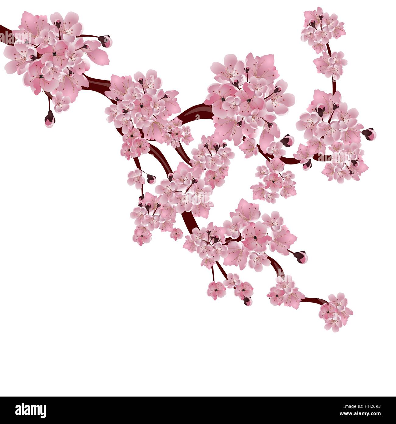 Lush Japanese cherry tree. The branch of pink sakura blossom. Isolated ...