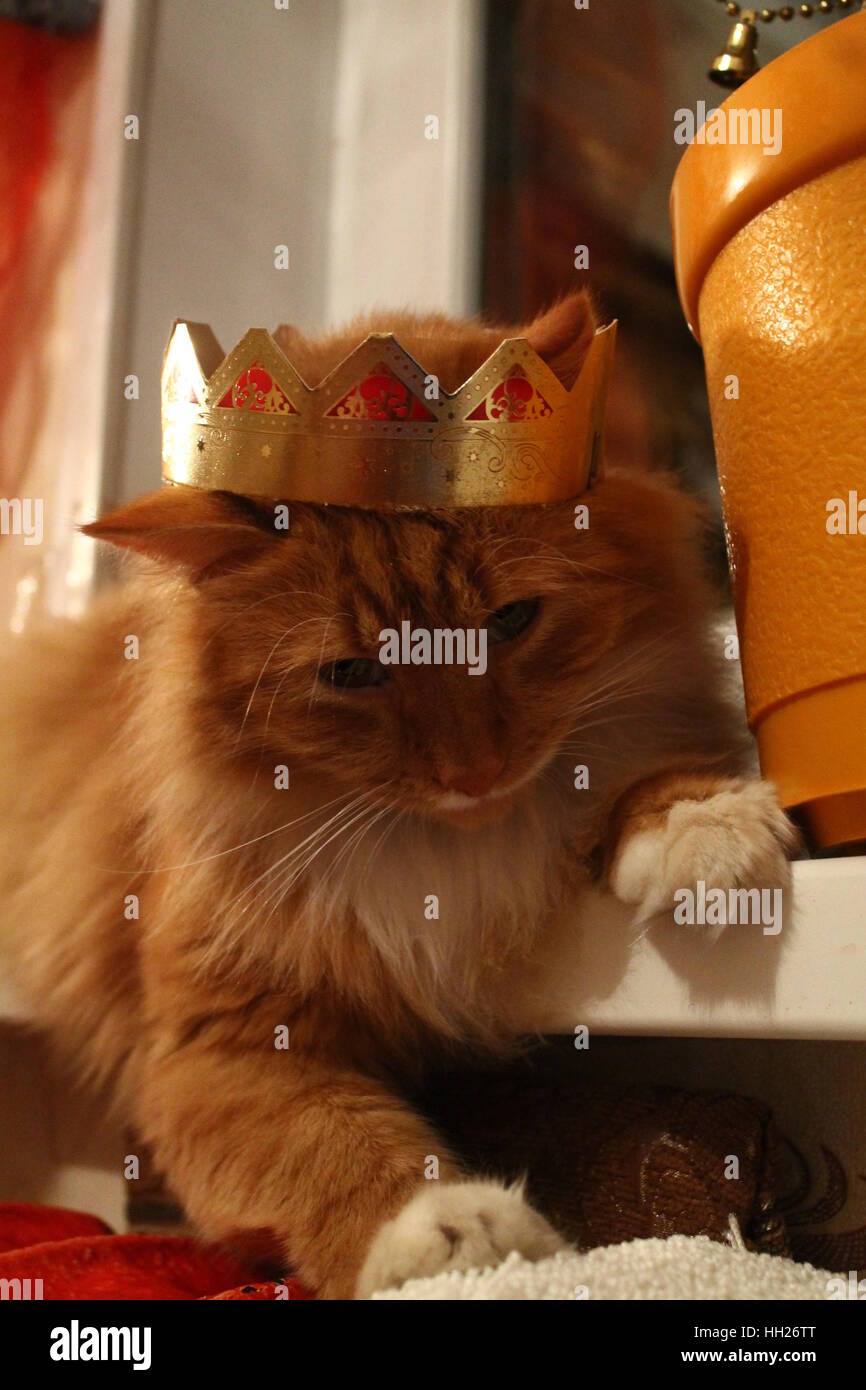 ginger fuzz cat with golden crown on the head play in boozy man after ...
