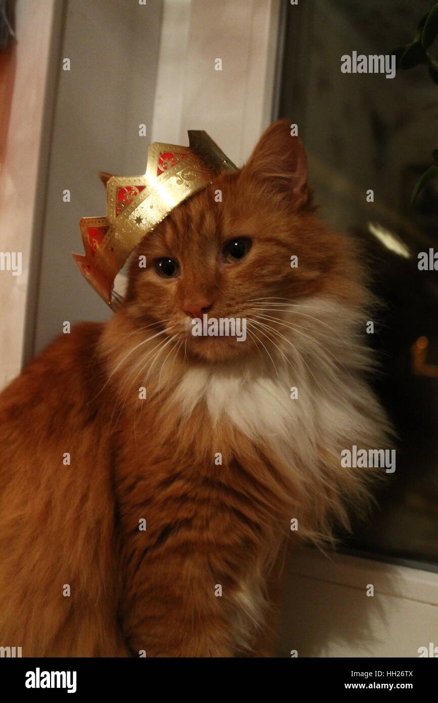 beautiful with crown on one ear ginger cat look pleasant and happy ...