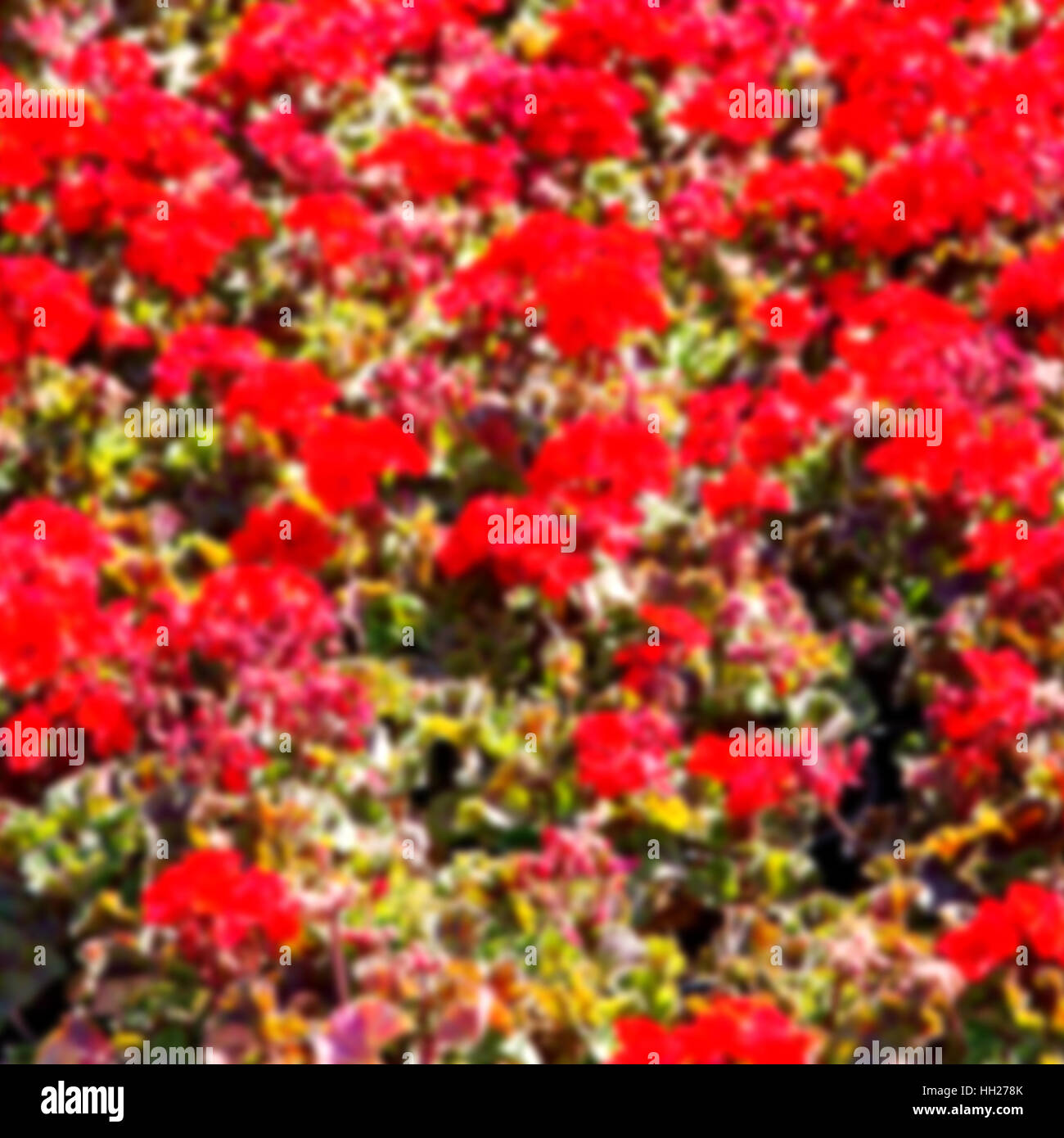 blur in the spring colors flowers and garden Stock Photo - Alamy