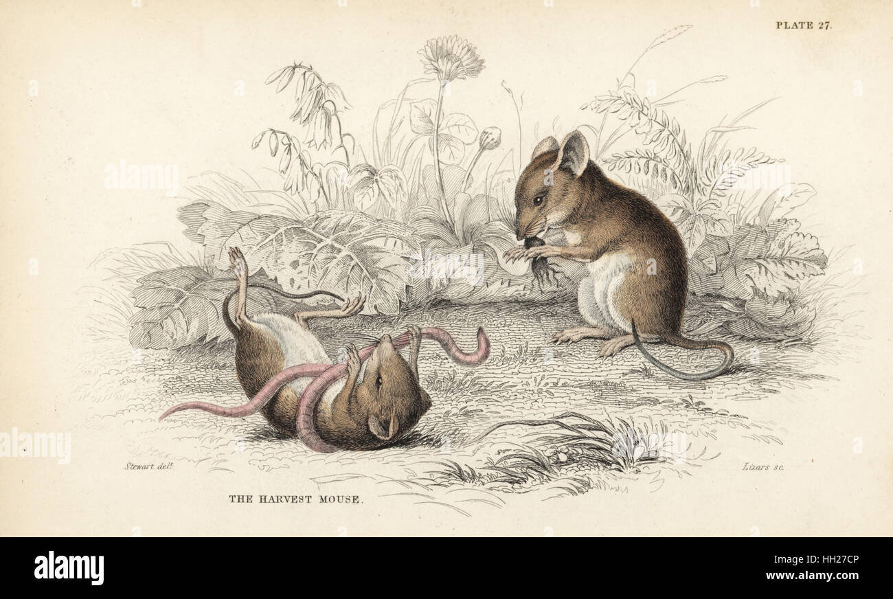 Harvest mouse, Micromys minutus (Mus messorius), with worm ...