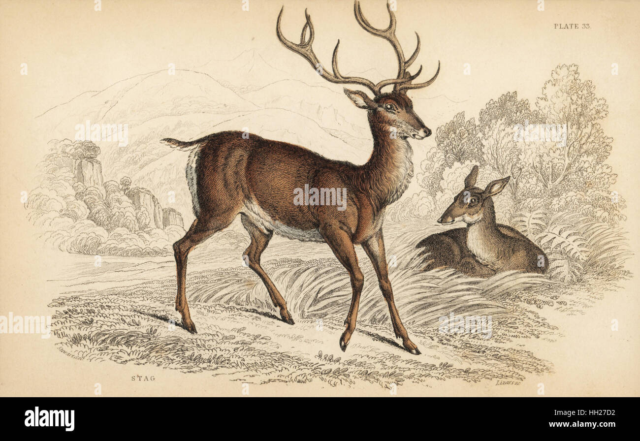 Stag illustration hi-res stock photography and images - Alamy