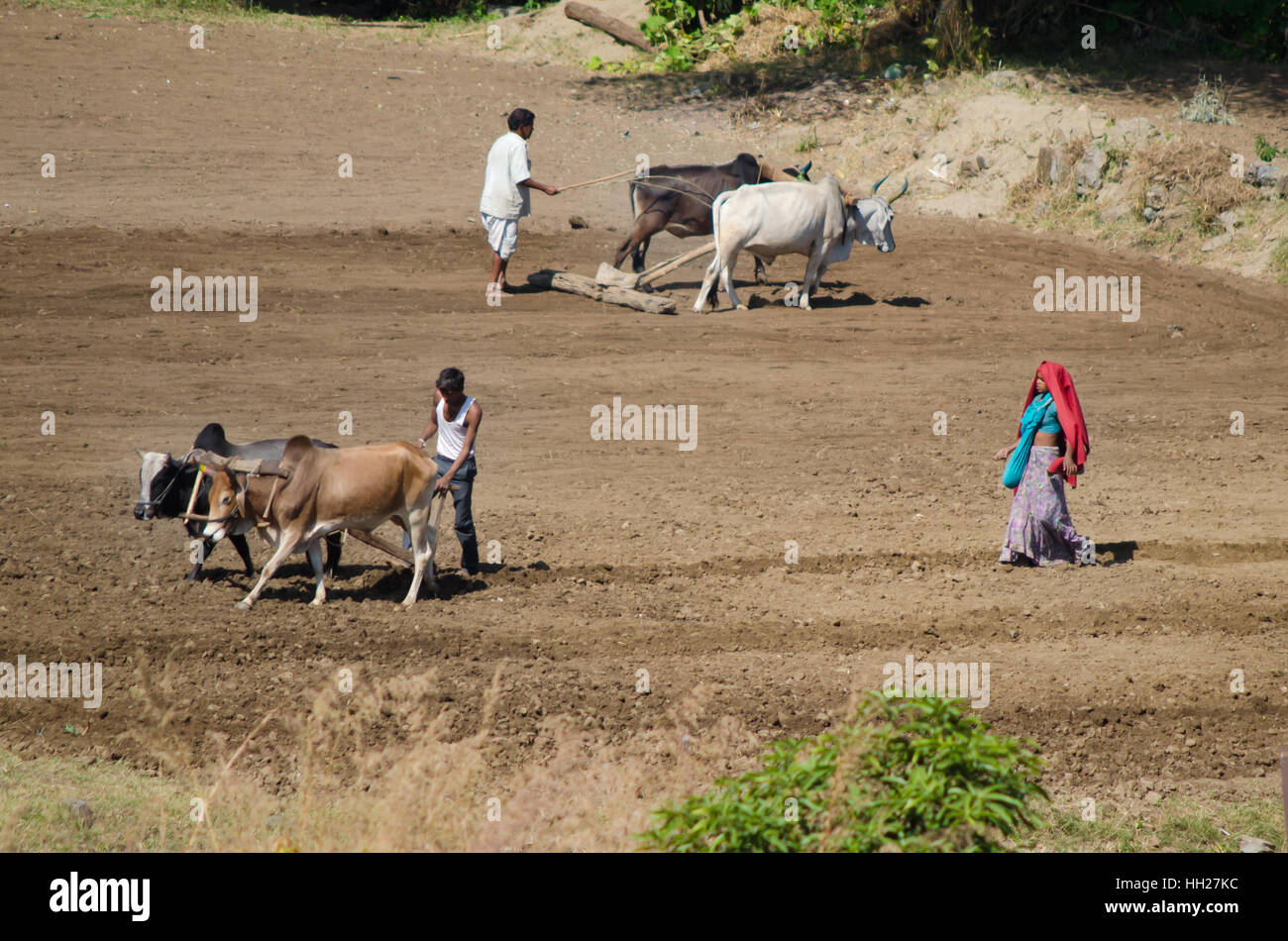 Indian Farmer family in the field Stock Photo - Alamy