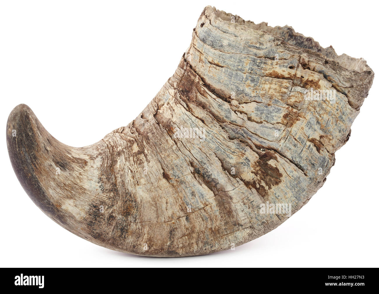Buffalo horn hi-res stock photography and images - Alamy