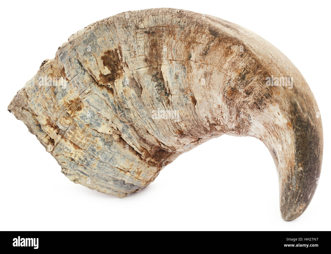 Buffalo horn hi-res stock photography and images - Alamy