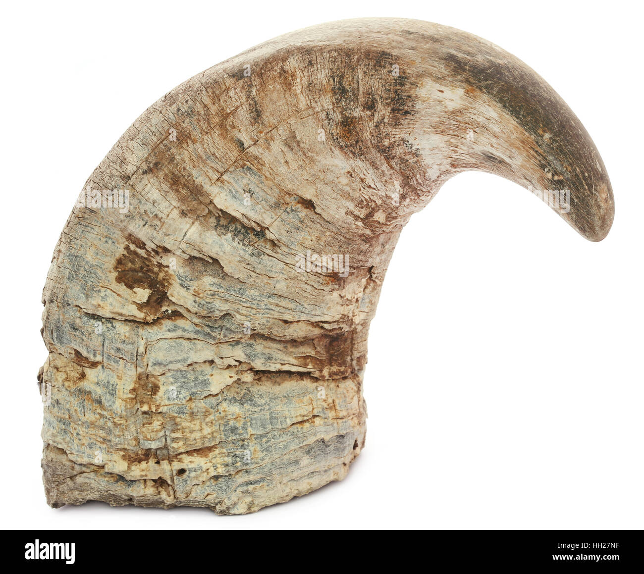 Buffalo horn hi-res stock photography and images - Alamy