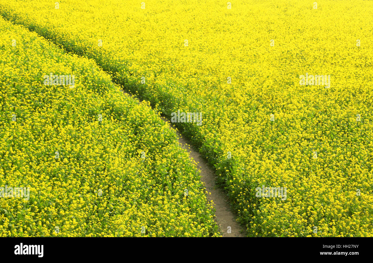 Beauty of nature in mustard field hi-res stock photography and images ...