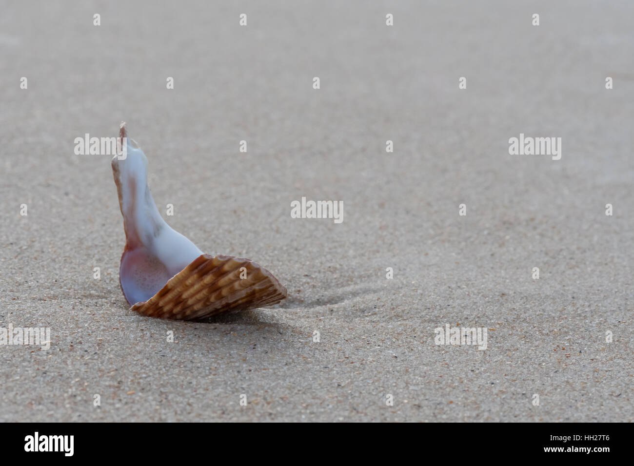 Broken shell and sand hi-res stock photography and images - Alamy