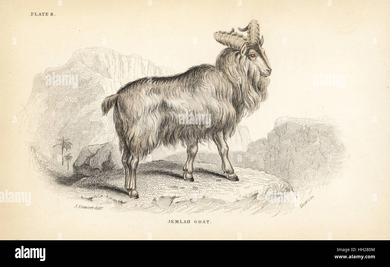 Capra jemlahica hi-res stock photography and images - Alamy