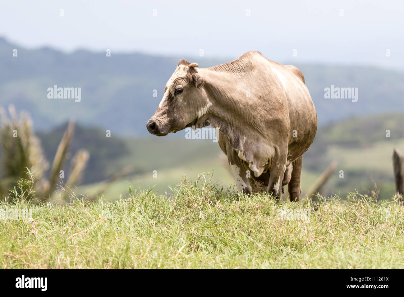 cow outdoors in Costa Rica Stock Photo - Alamy