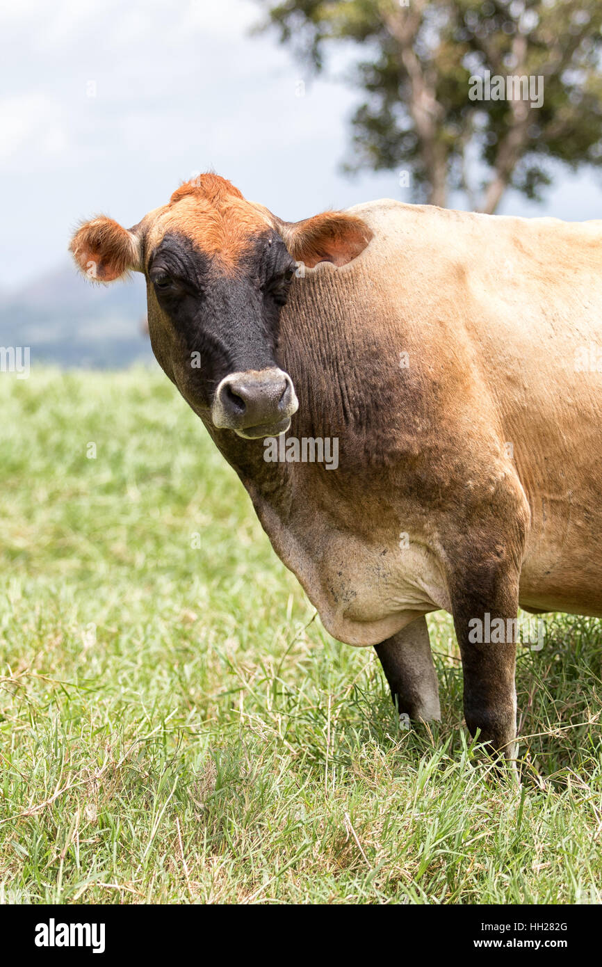 cow outdoors in Costa Rica Stock Photo - Alamy