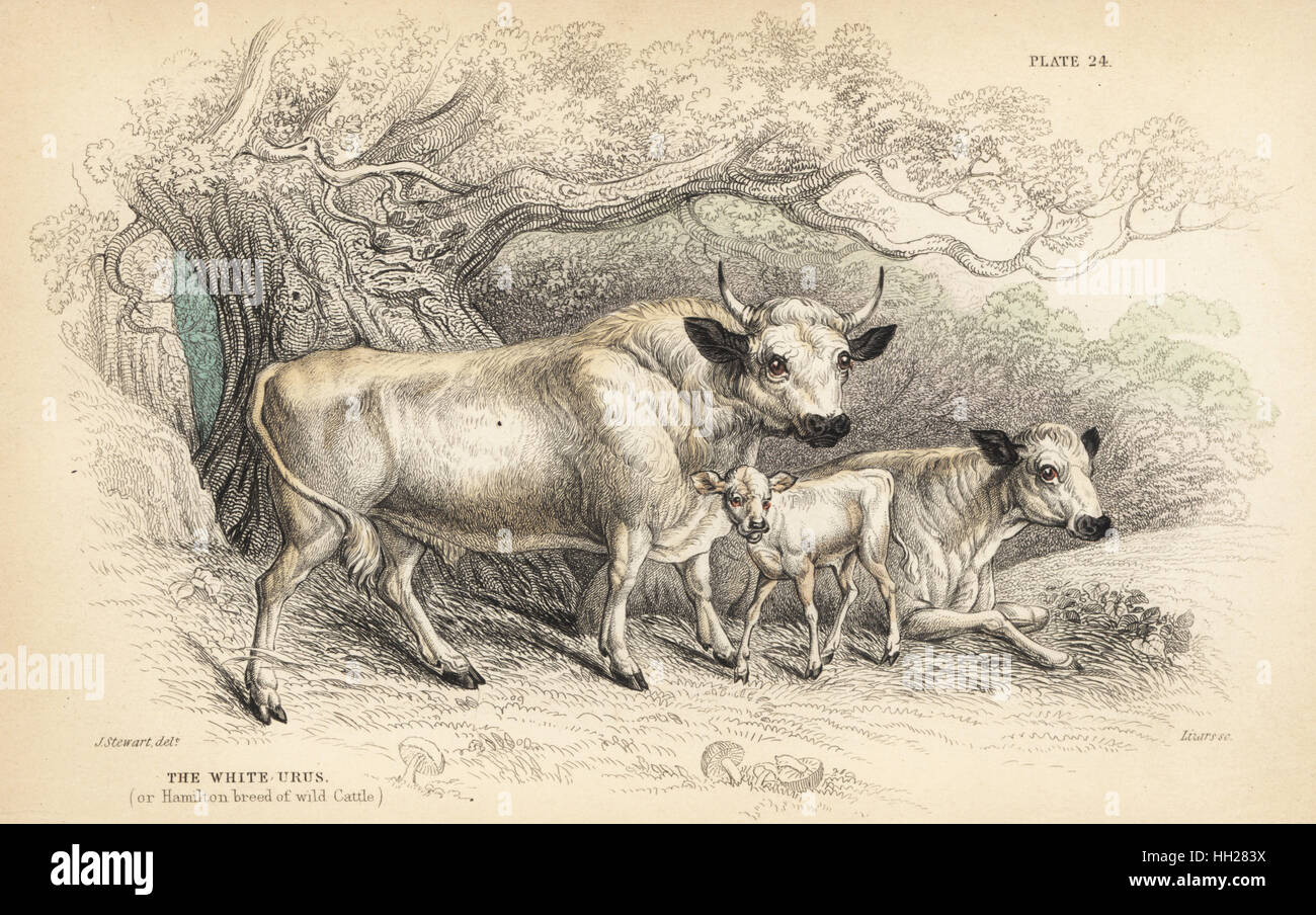 White urus, or Hamilton breed of wild cattle, Taurus urus or Bos ...