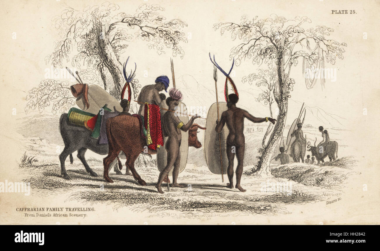 Zulu family travelling with herd of cattle. Caffrarian family ...