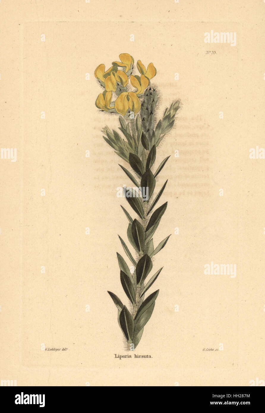 Liparia hirsuta. South Africa. Handcoloured copperplate engraving by ...