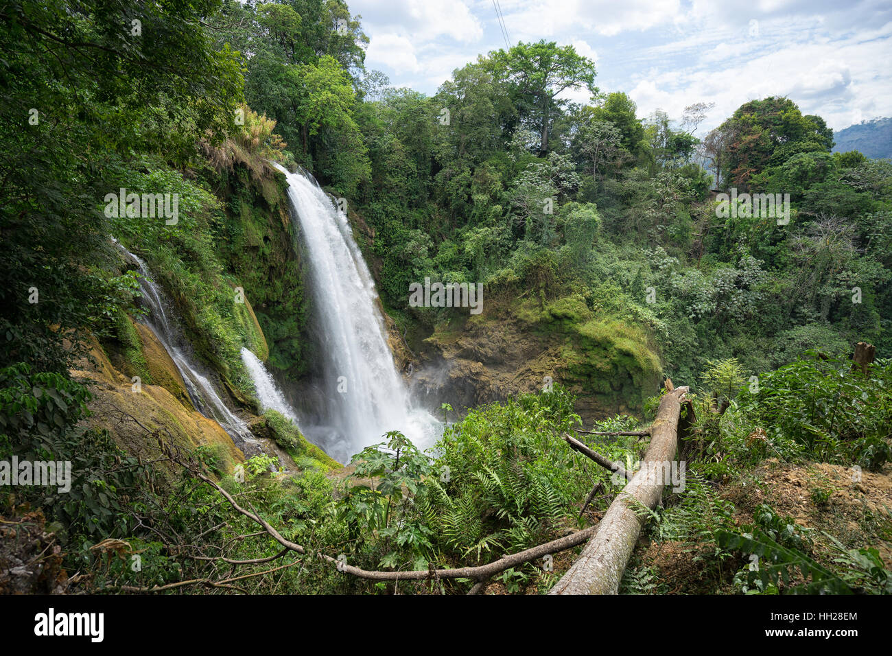 Tropical jungle tree trunk at Pulhapanzak waterfall in Honduras Stock ...