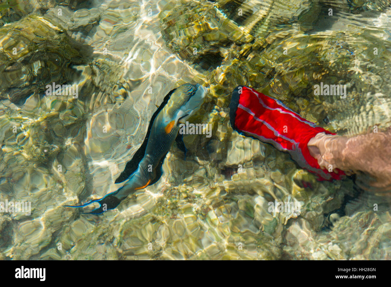 Between legs underwater hi-res stock photography and images - Alamy