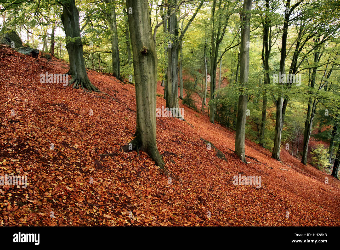 Red beech tree hi-res stock photography and images - Alamy