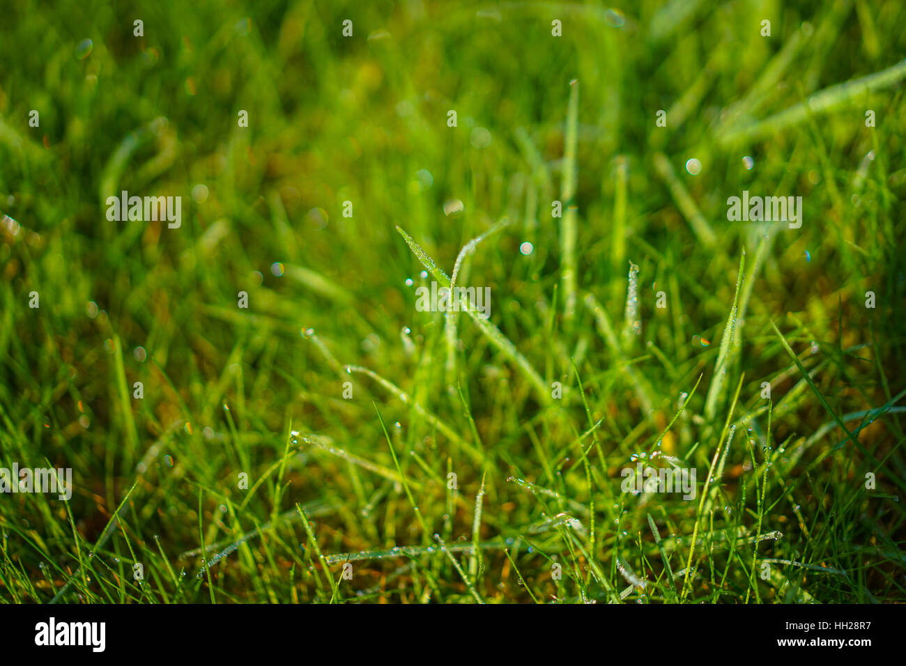 Green grass lawns hi-res stock photography and images - Alamy