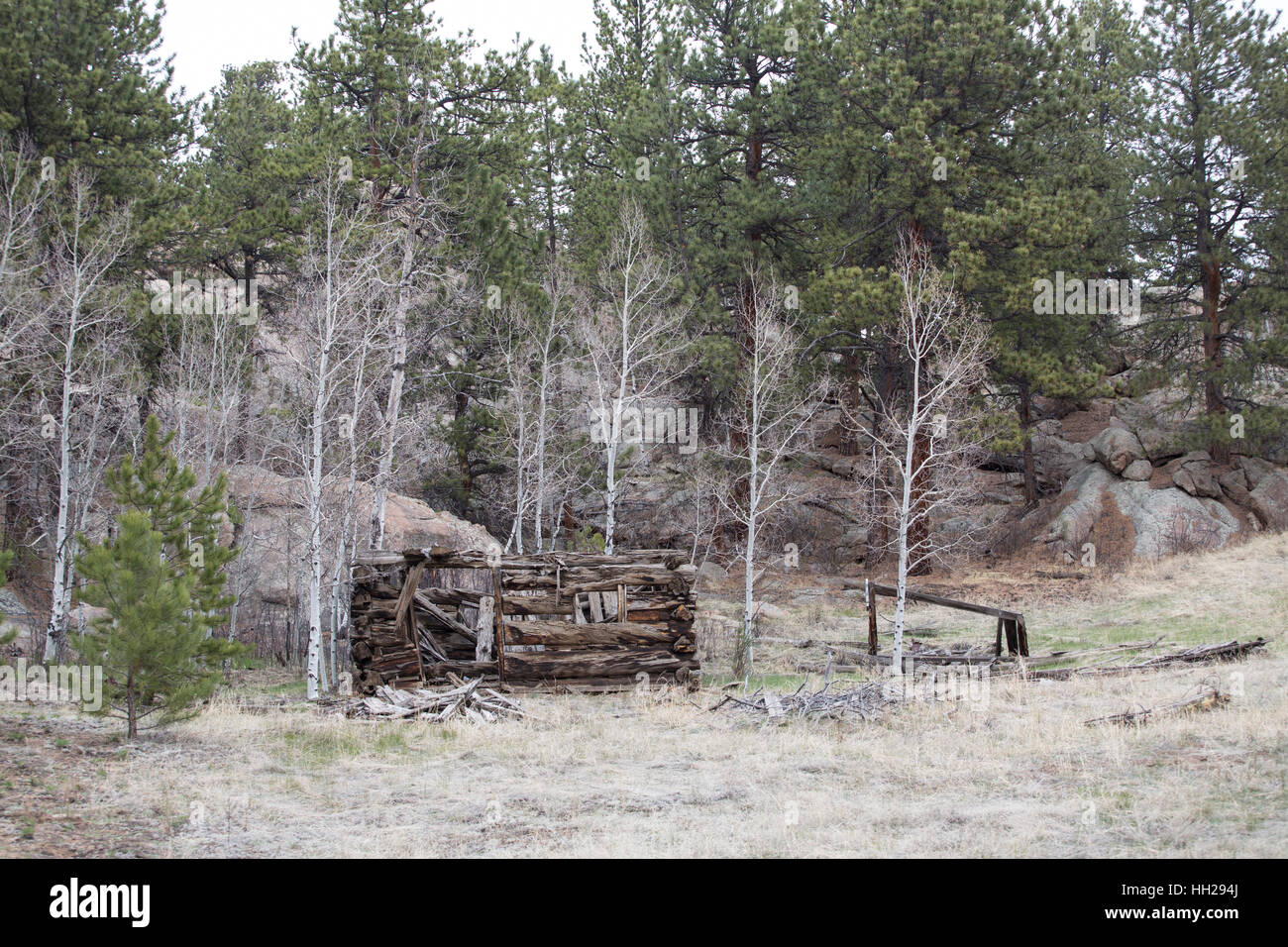 An old log cabin falling apart with age in the mountains of Colorado ...