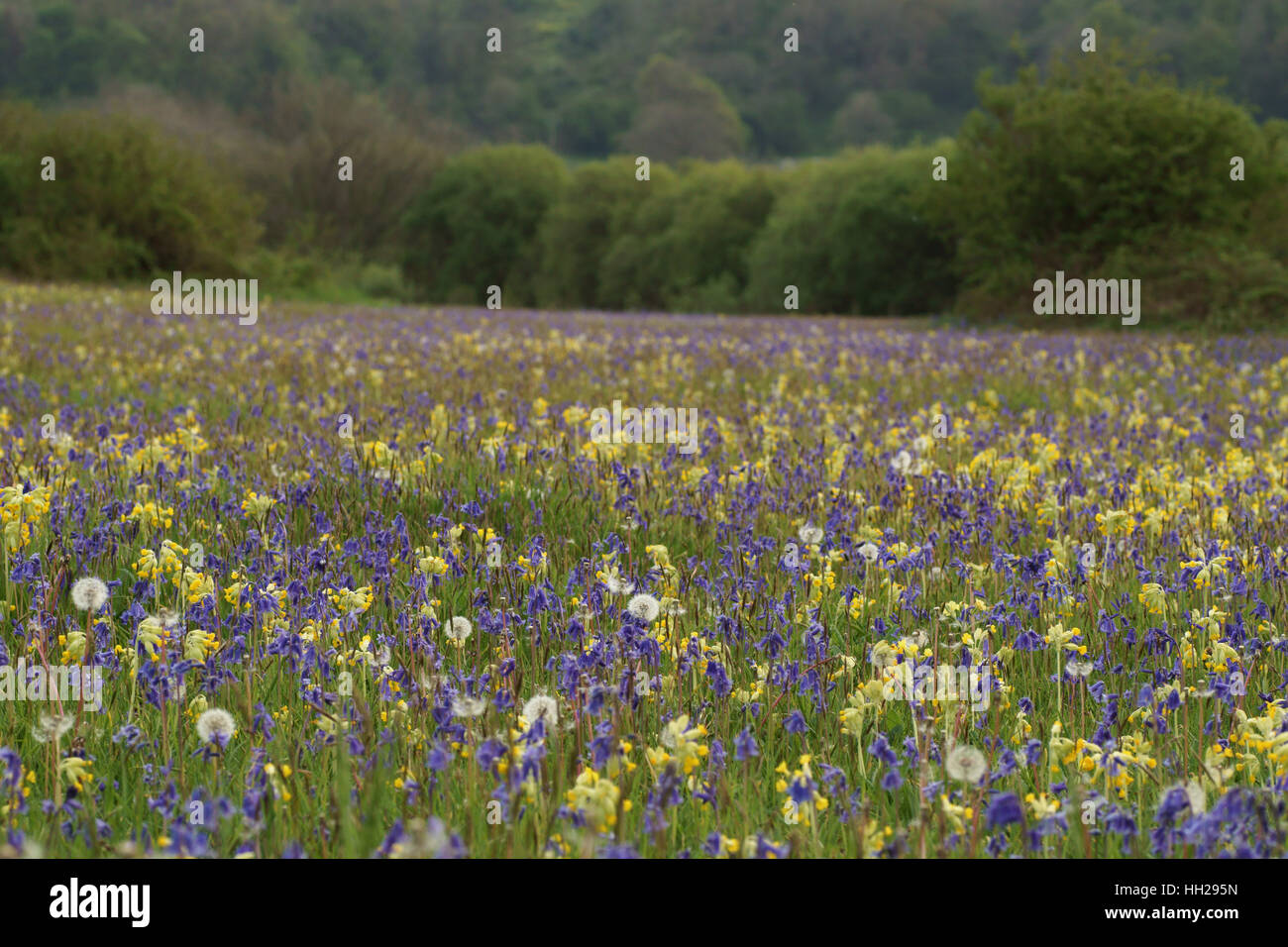 Cowslips and Bluebells Stock Photo - Alamy