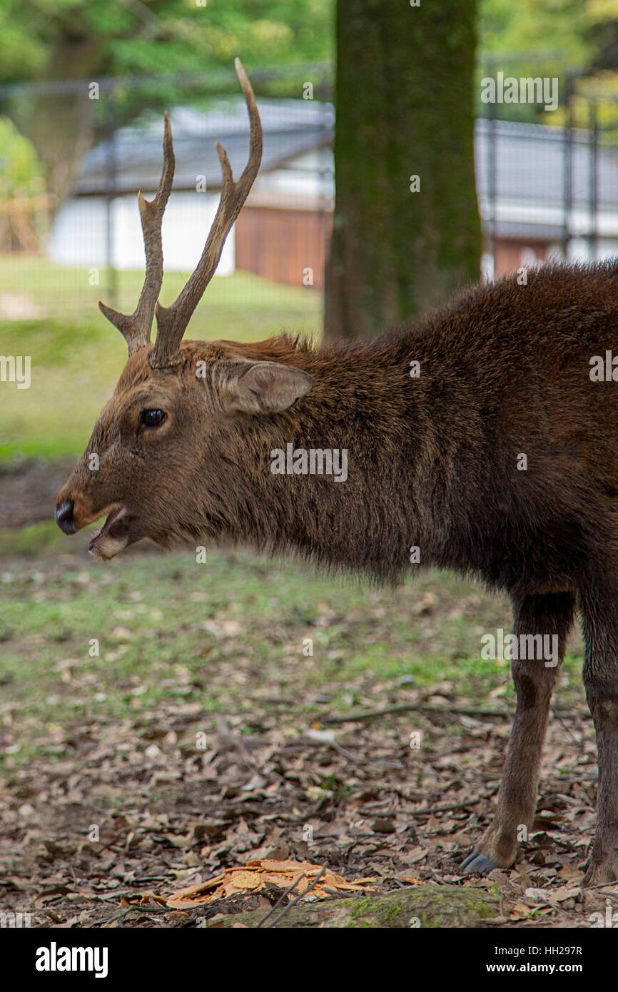 Closeup of the sika deer in Nara park, Japan Stock Photo - Alamy