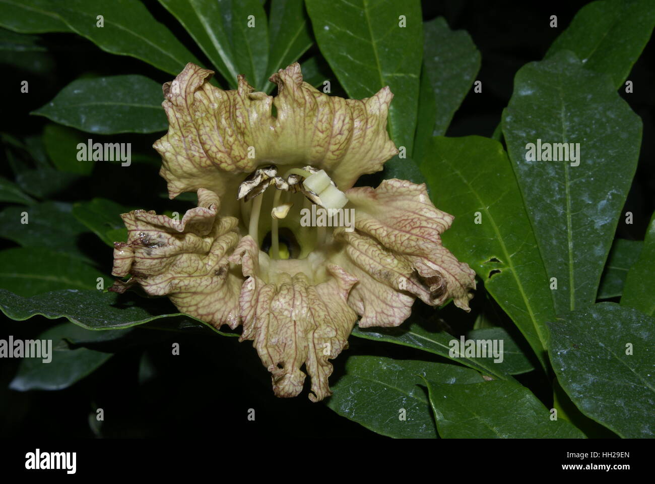 Crescentia cujete Stock Photo - Alamy