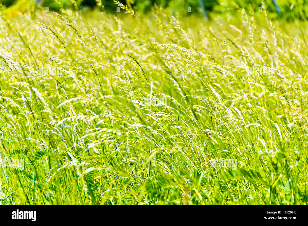 Summer picture of green saturate grass texture Stock Photo - Alamy