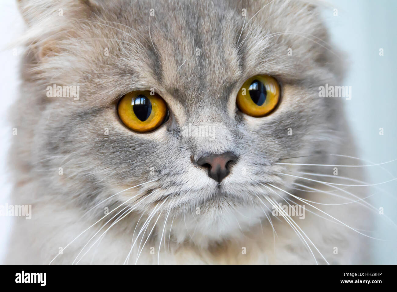 Photo of cat portrait with yellow eyes Stock Photo - Alamy