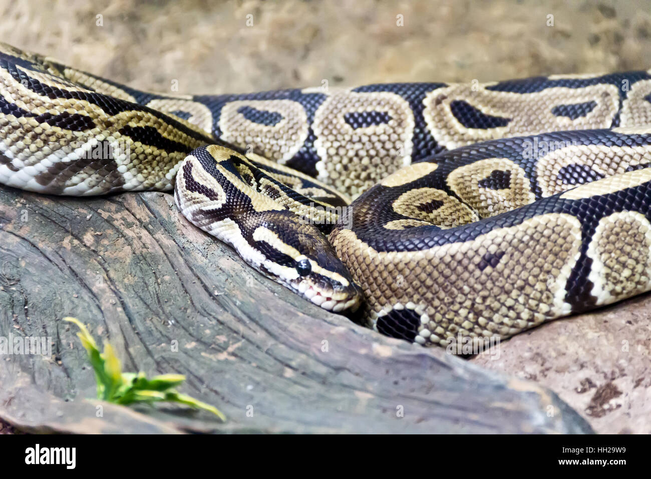 Burmese python close up tongue hi-res stock photography and images - Alamy