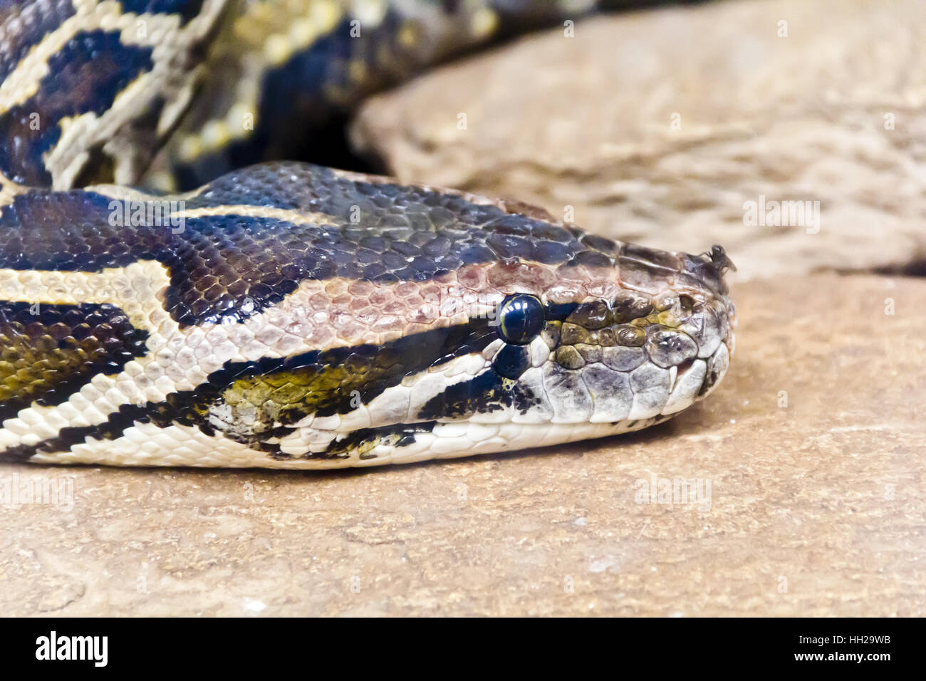 Photo of reticulated python head with fly on the nose Stock Photo - Alamy