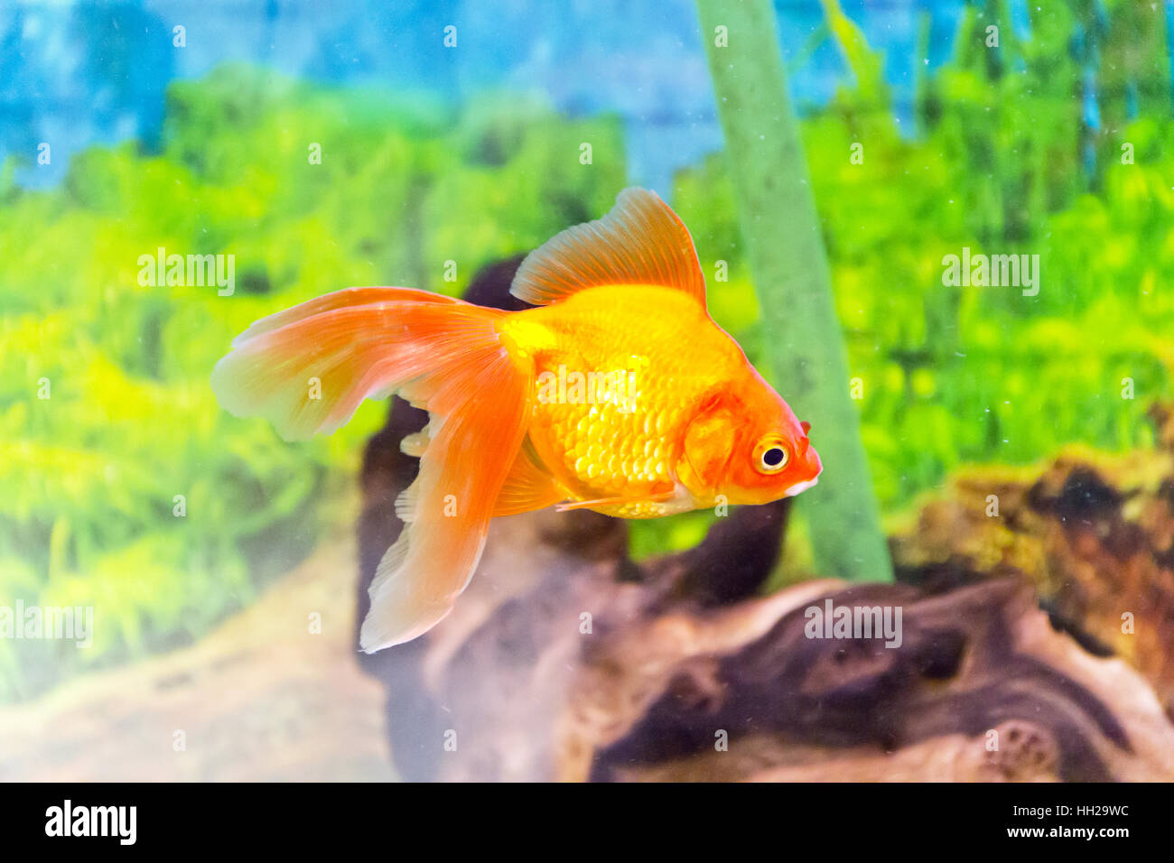 Goldfish in water aquarium hi-res stock photography and images - Alamy