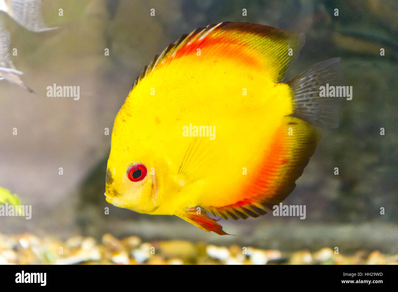 Photo of fish symphysodon aequifasciata haraldi in aquarium Stock Photo ...