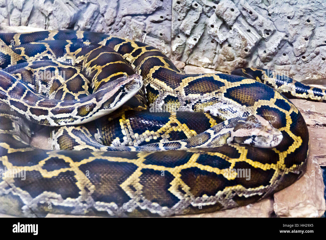 Photo of two snakes python in the midst of stones Stock Photo - Alamy