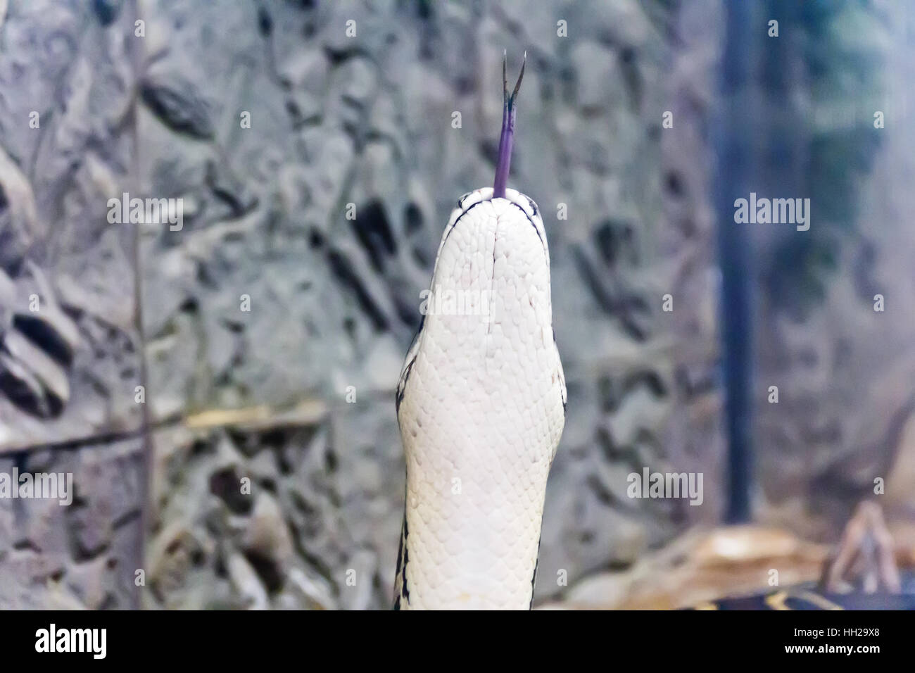 Photo of python head with put out tongue on stone background Stock ...