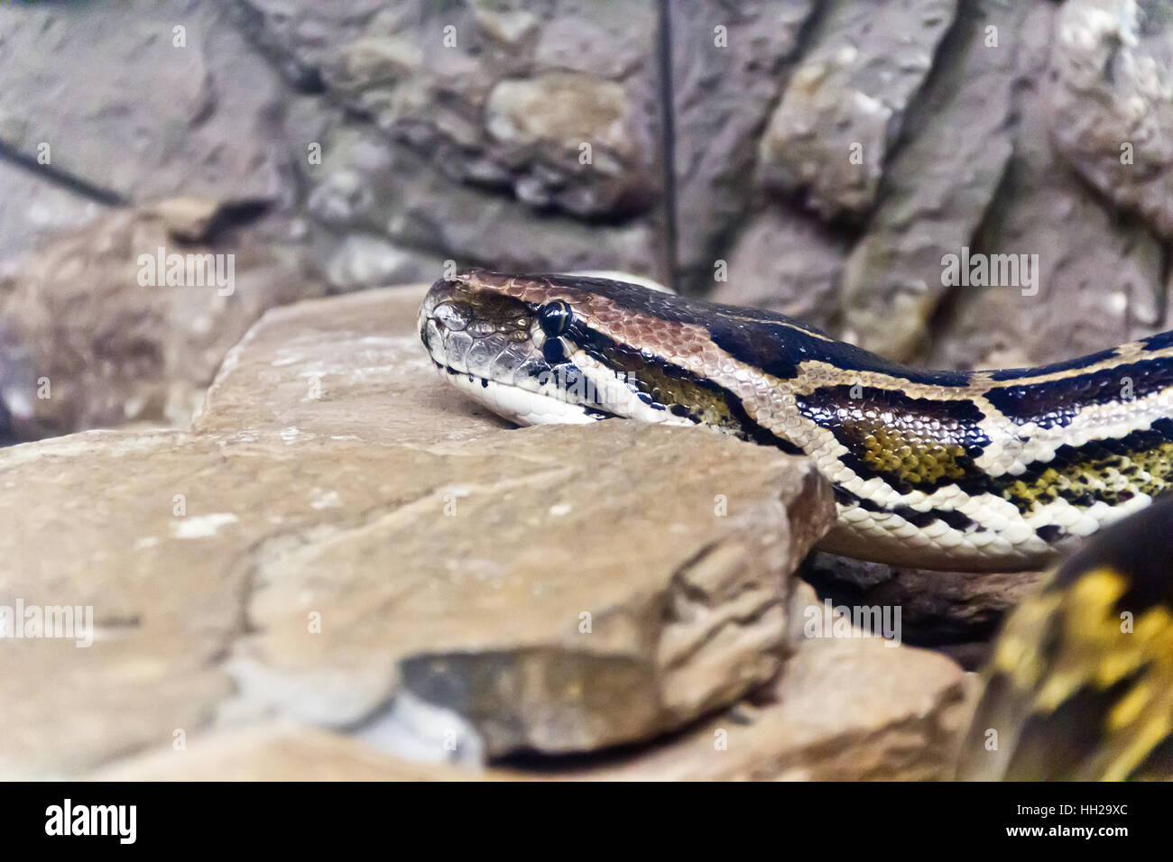 Photo of python head in the midst of stones Stock Photo - Alamy