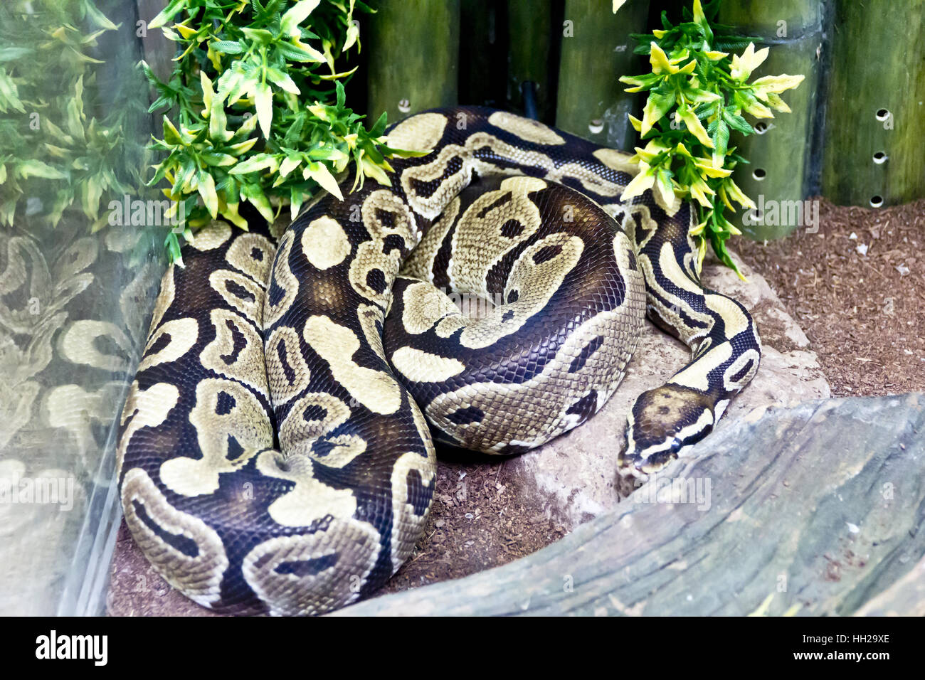 Burmese python close up tongue hi-res stock photography and images - Alamy