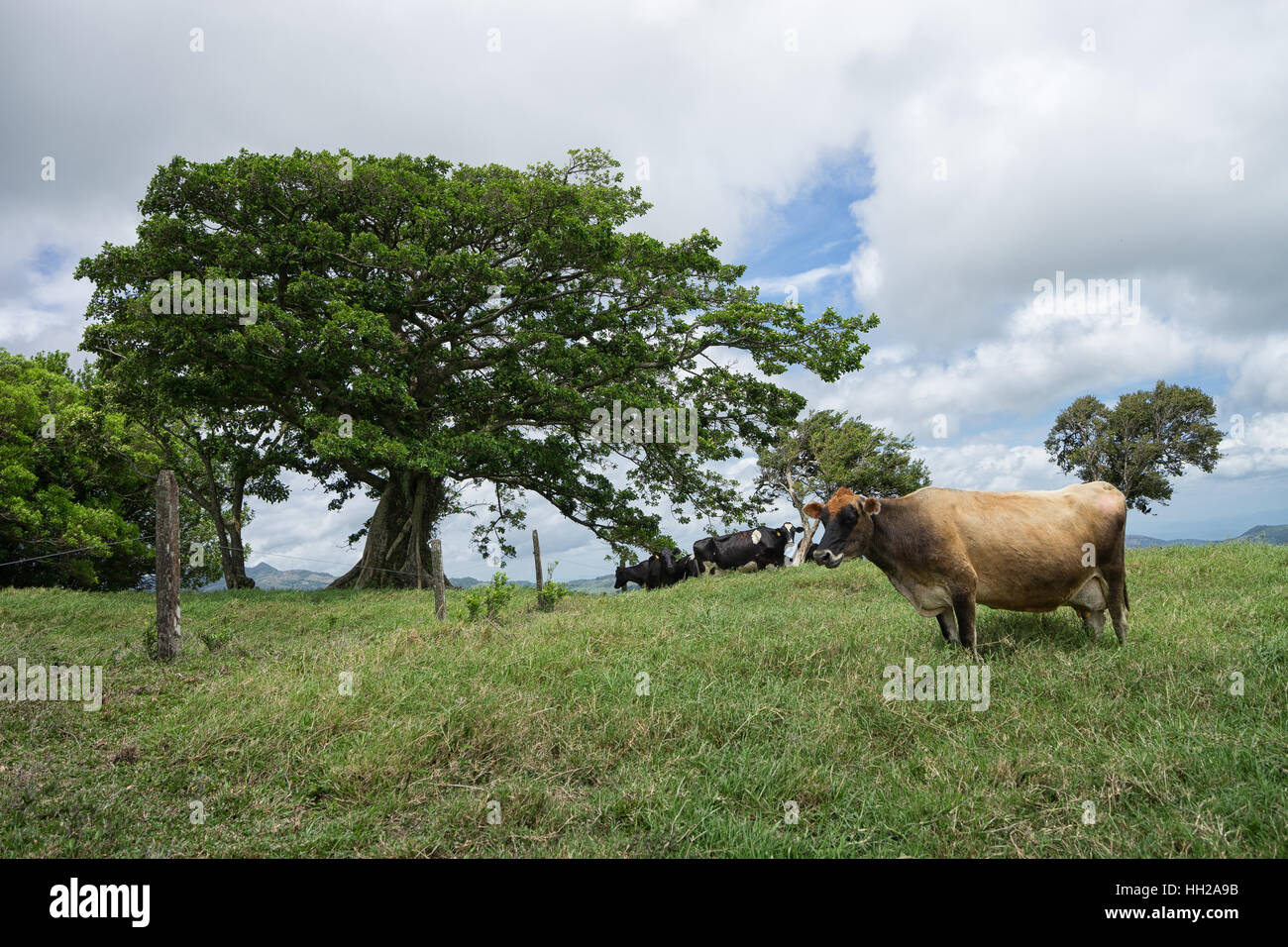 cow outdoors in Costa Rica Stock Photo - Alamy