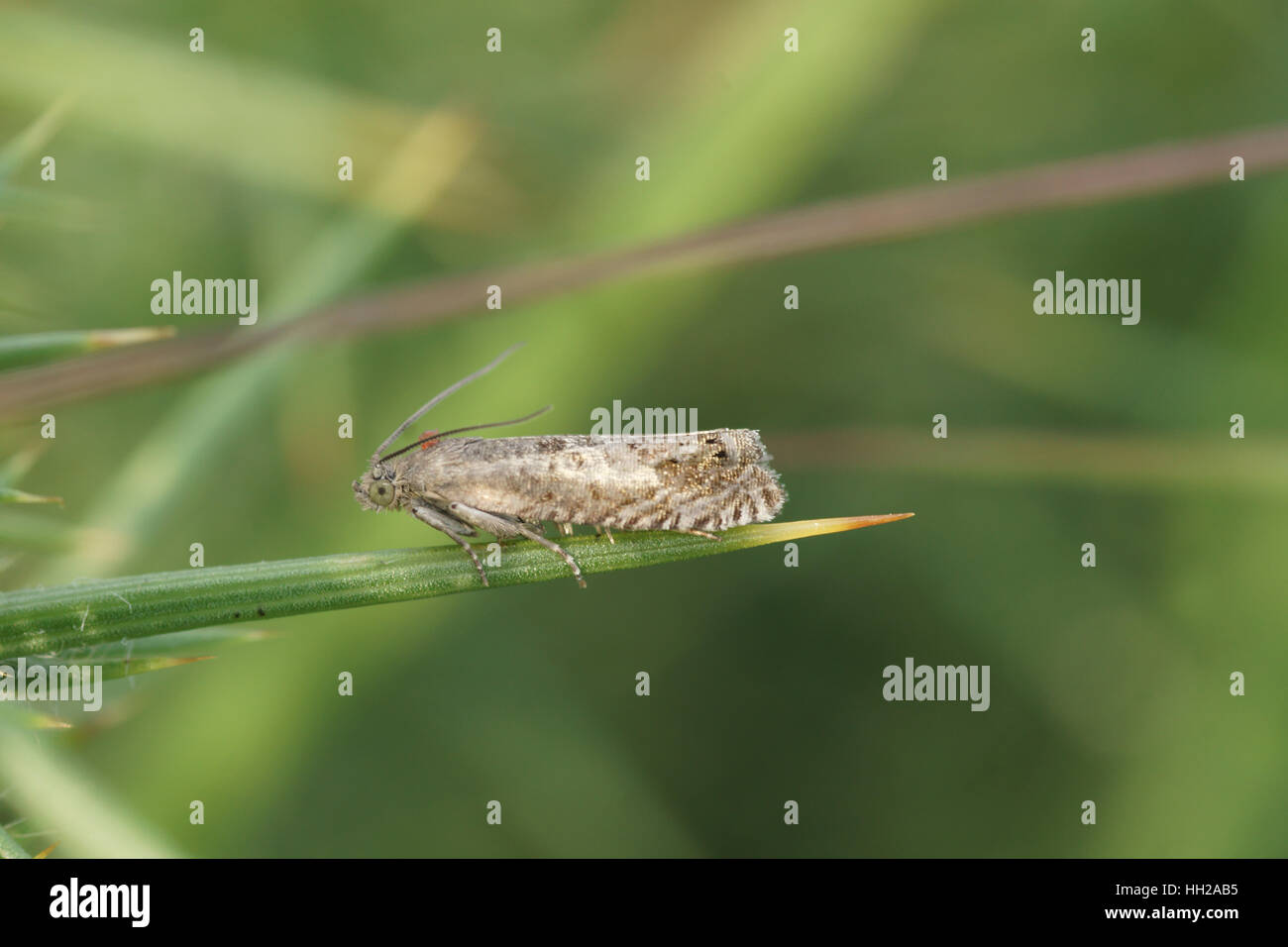 Cydia hi-res stock photography and images - Alamy