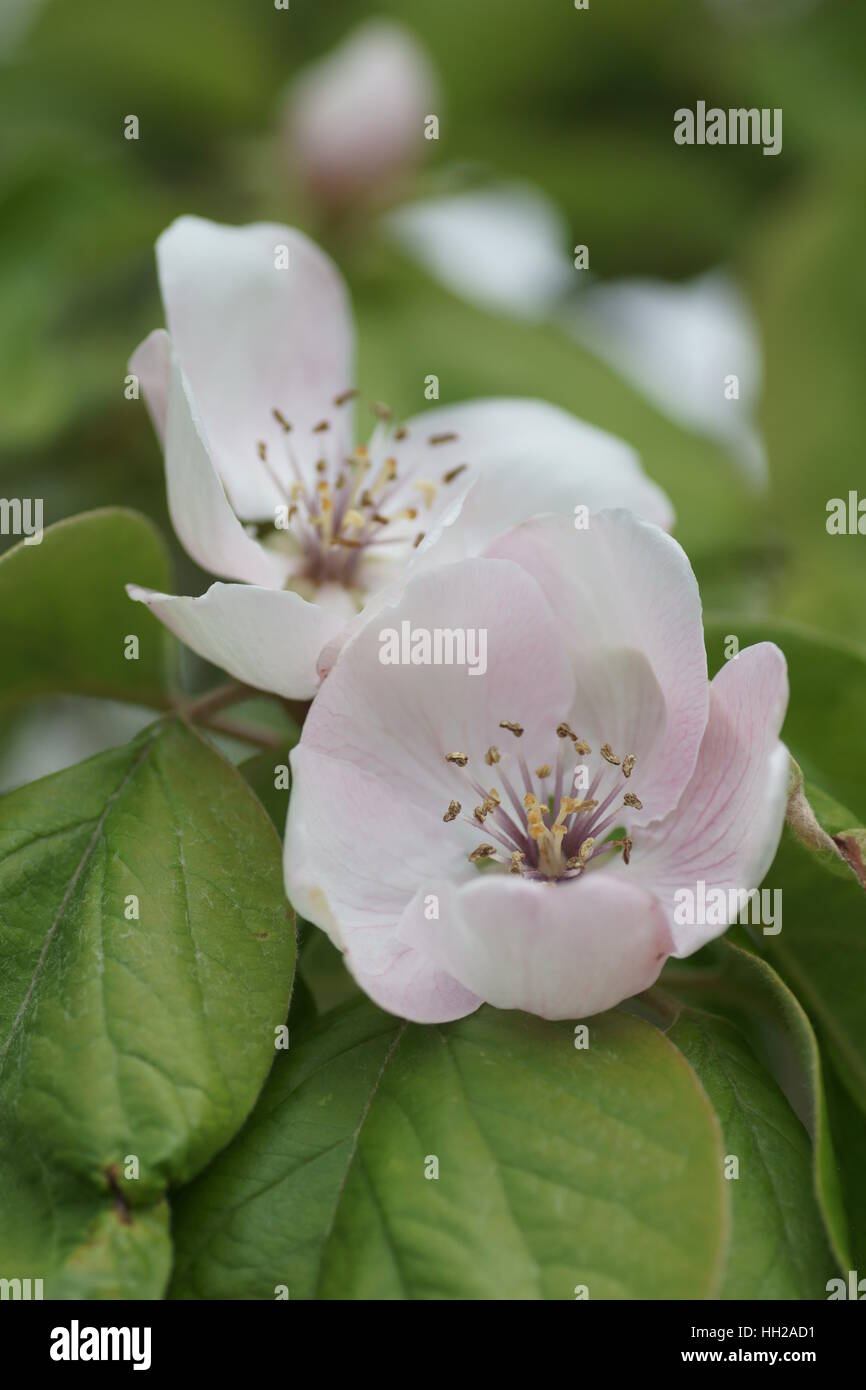 Quince flower cydonia oblonga hi-res stock photography and images - Alamy