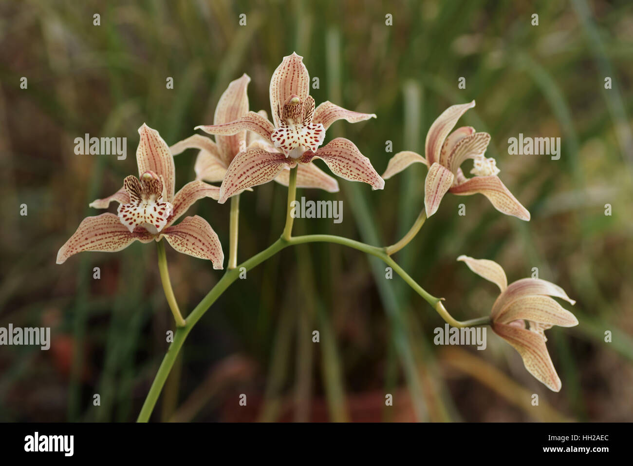 Species cymbidium hi-res stock photography and images - Alamy