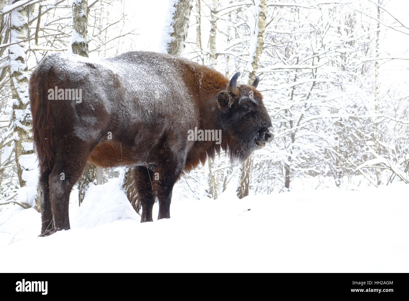 European bison (Wisent, Bison bonasus) in winter forest. National park ...