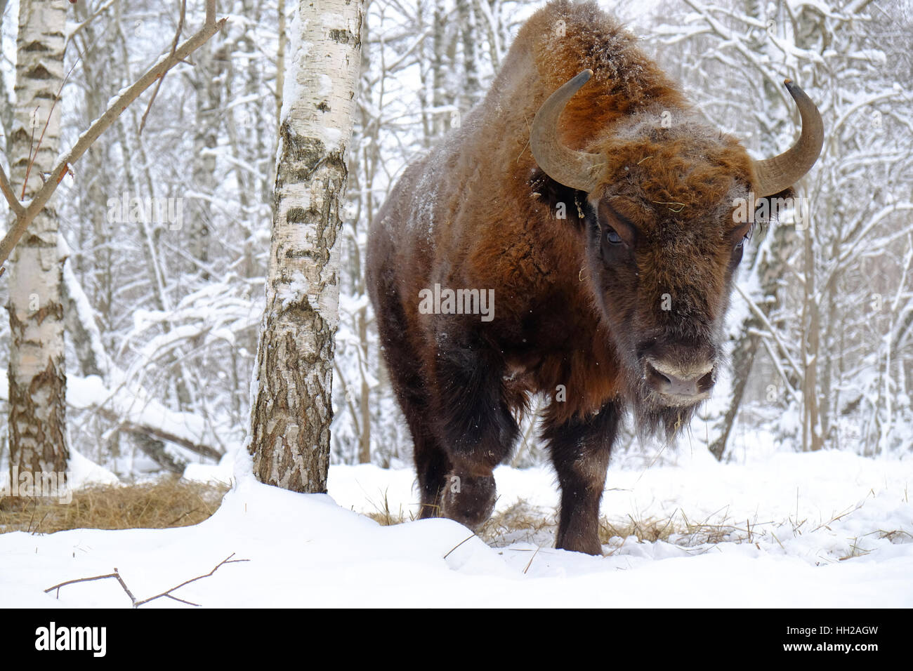 European bison (Wisent, Bison bonasus) in winter forest. National park ...